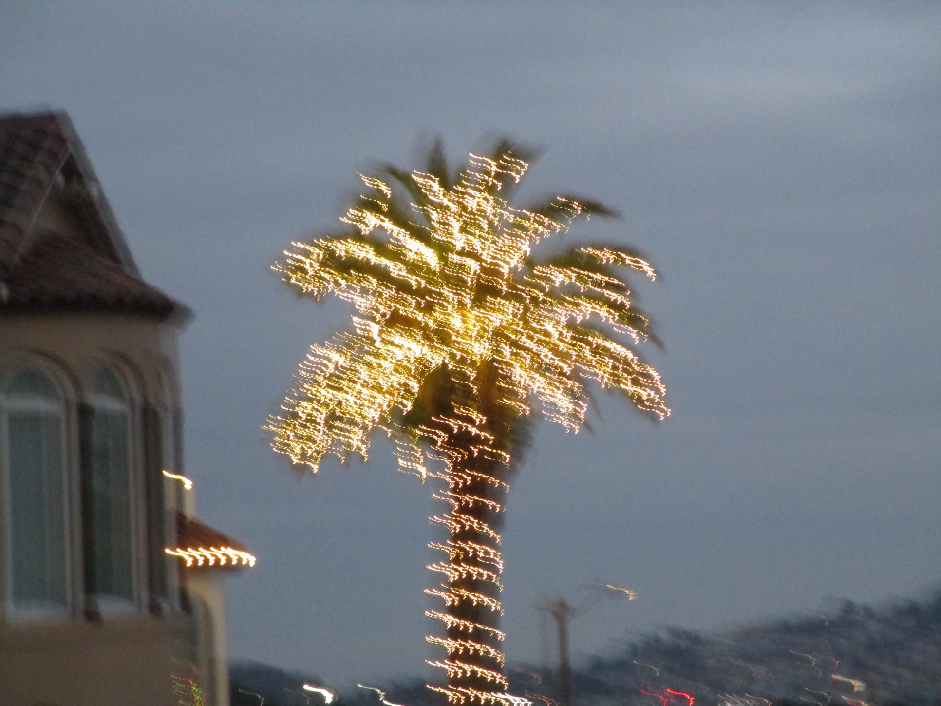 Lit-up palm tree, Monterey Boulevard, San Francisco, December 2021 ...