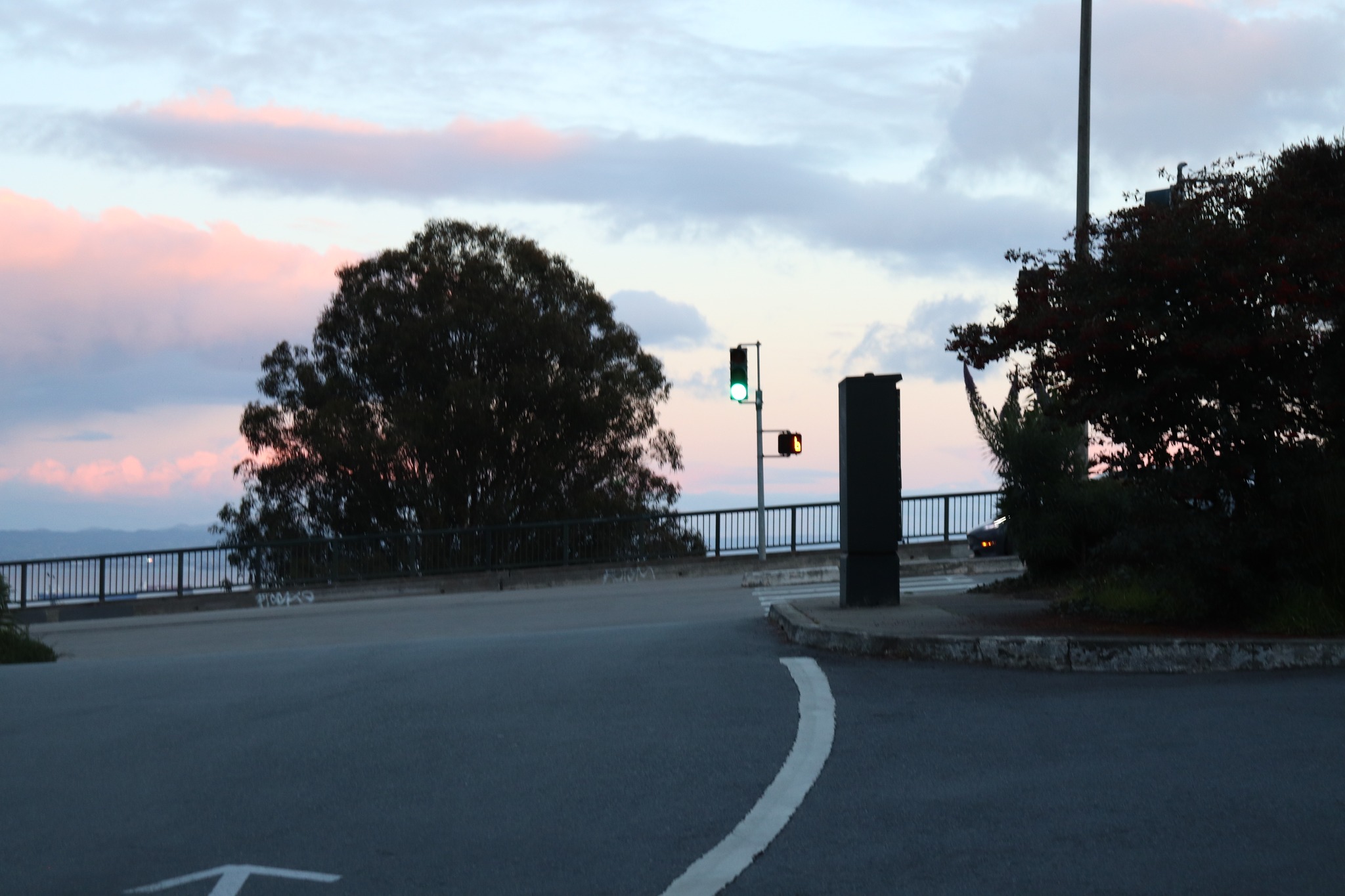 Tree at end on Portola Drive, SanFrancisco, March 2023 – Zonta Photos