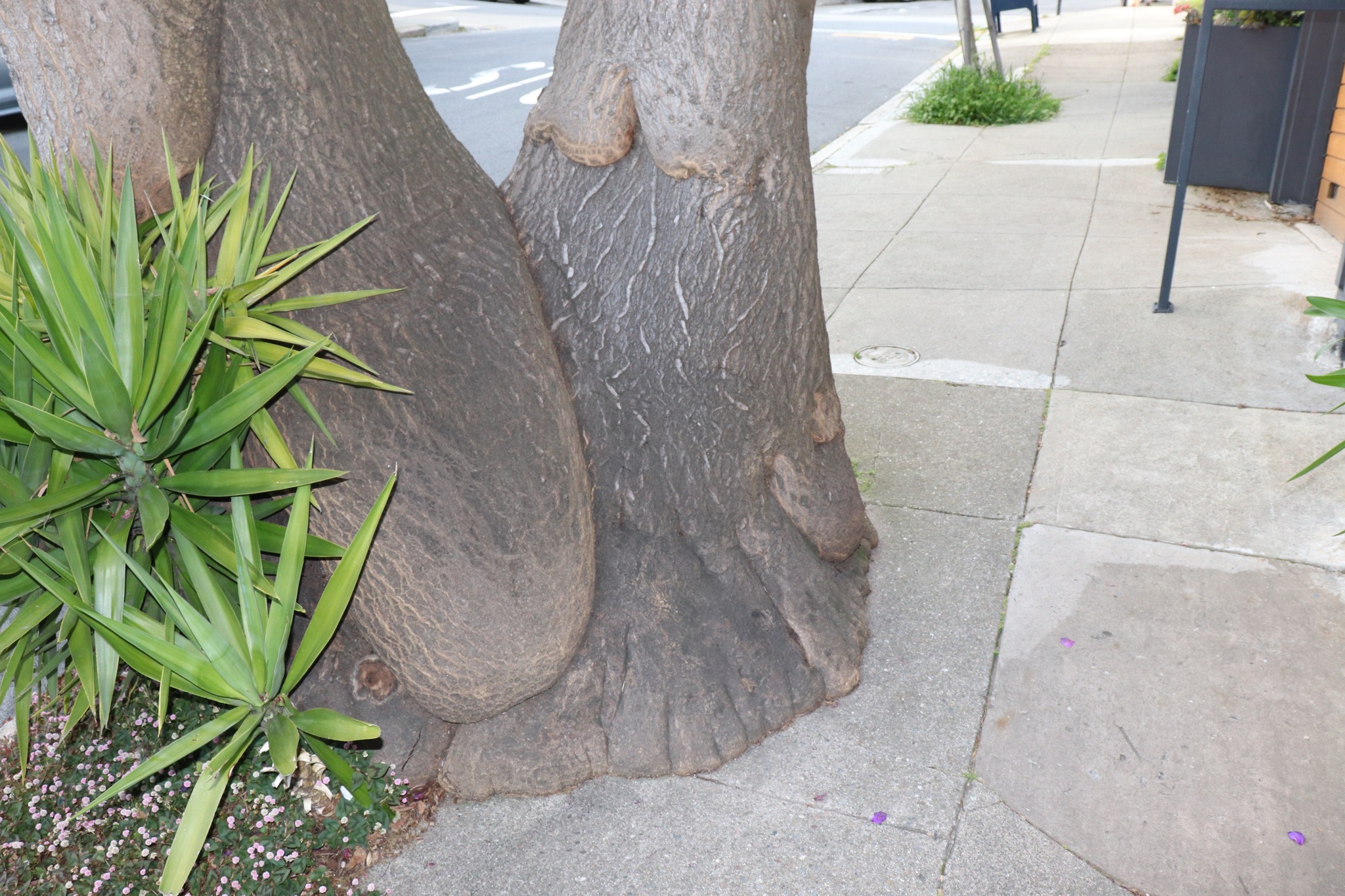 Big fat tree on Diamond Street, San Francisco, April 2024 – Zonta Photos