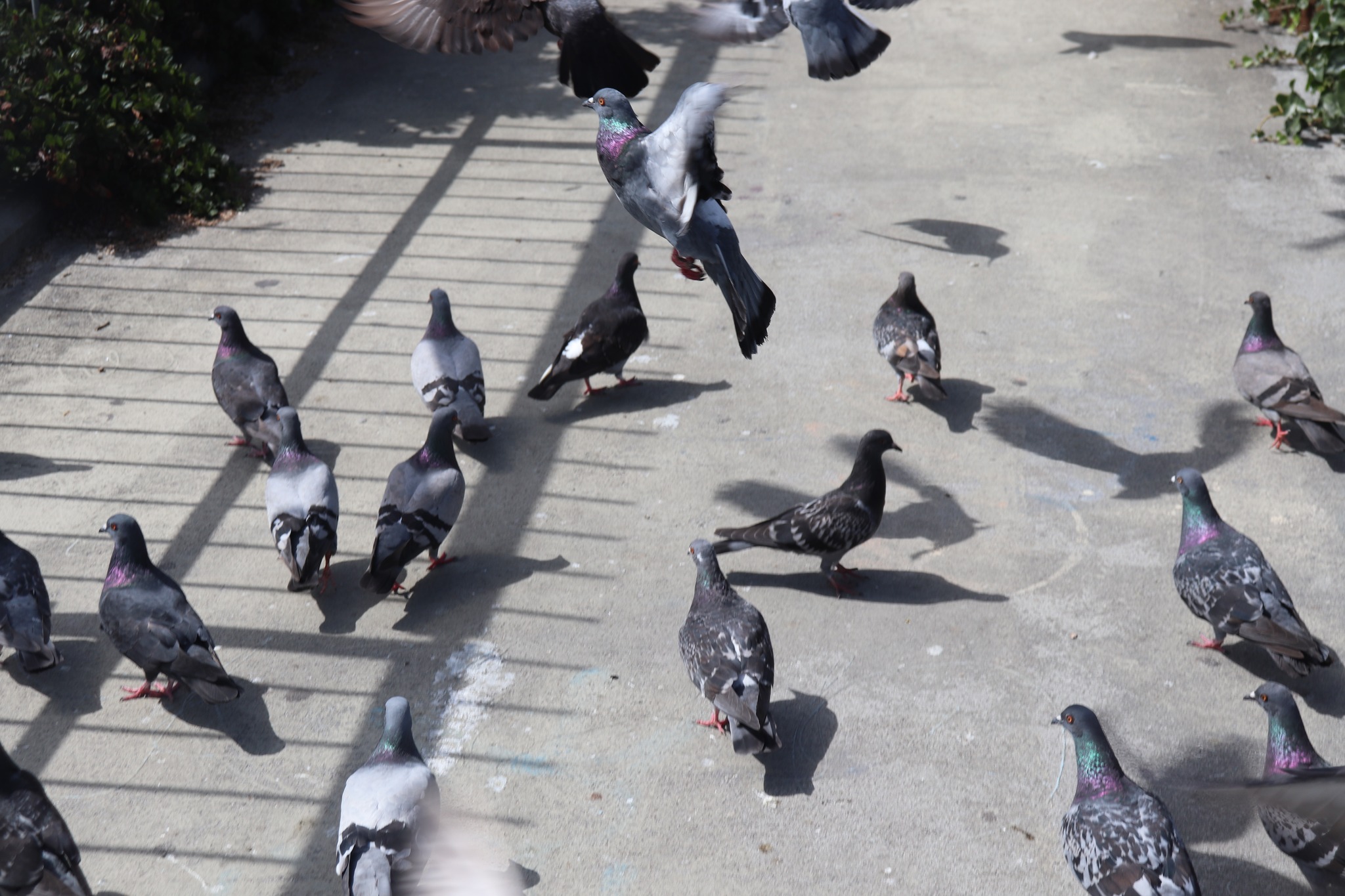 “The Birds” on Glen Park pedestrian pathway, San Francisco, August 2024 ...
