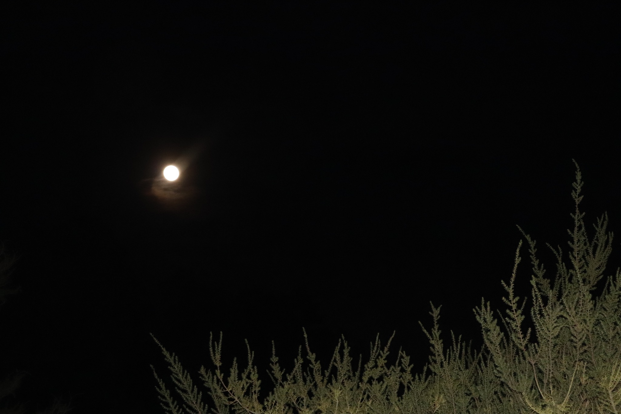 Full moon over Glen Canyon Park, San Francisco, January 2025 – Zonta Photos
