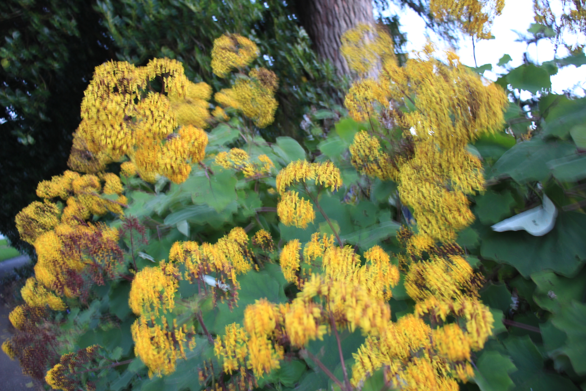 Yellow flowers in San Francisco, February 2025 – Zonta Photos