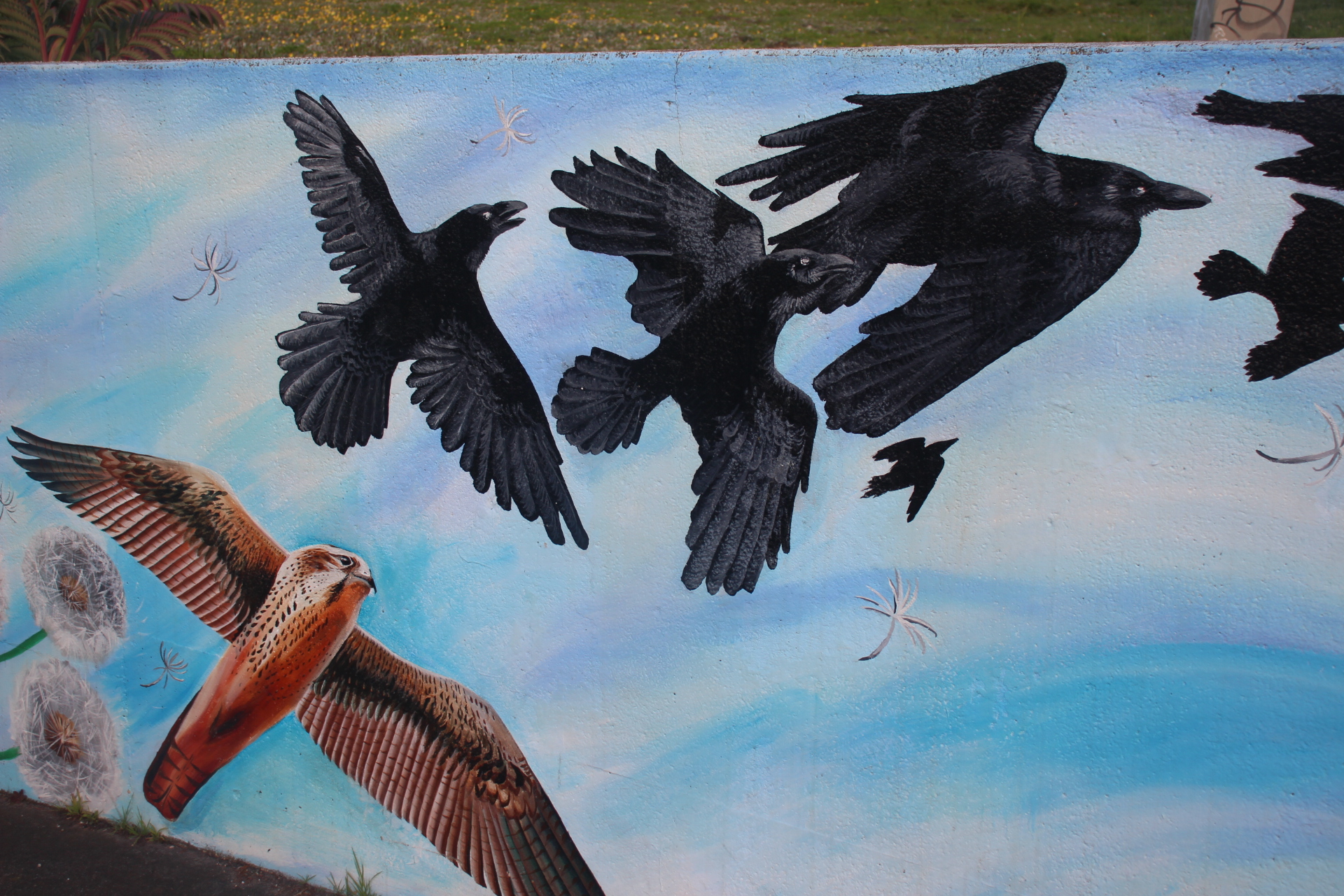 Hawk chasing crows (it’s usually the other way around), San Francisco ...