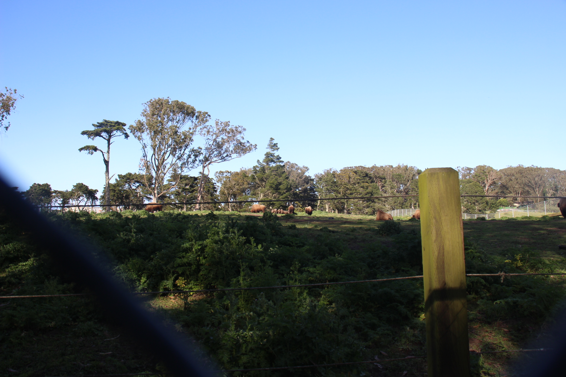 Bison Paddock, Golden Gate Park, San Francisco, April 2025 – Zonta Photos